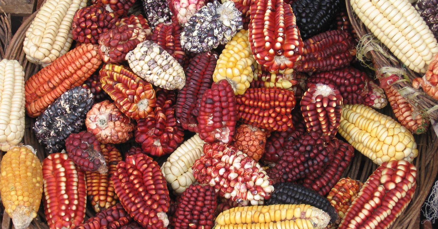 Native Corn Is Now Protected Under Mexico’s Law