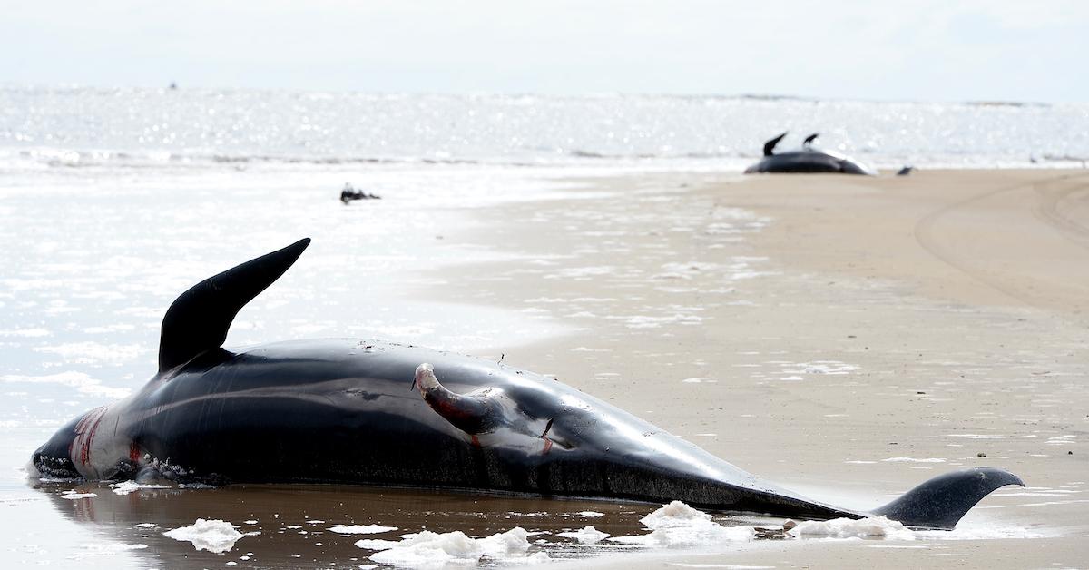 Pilot Whales Stranded in Eastham, Mass., as Rescuers Attempt to Save Them
