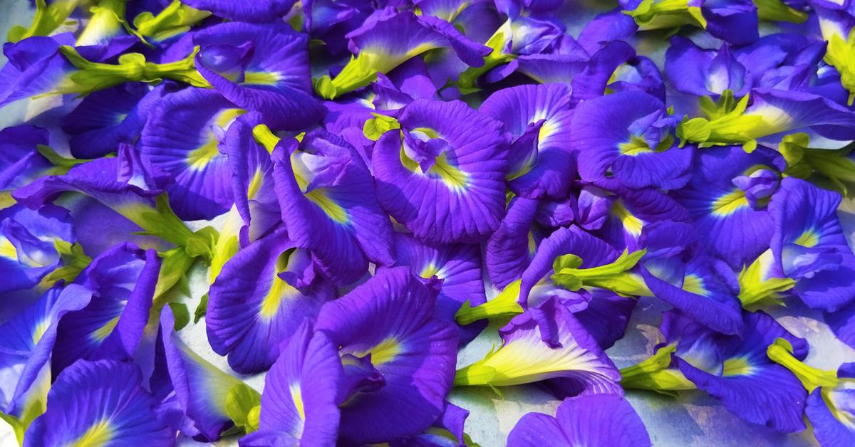 Butterfly Pea Flower: Benefits of Consuming This Plant