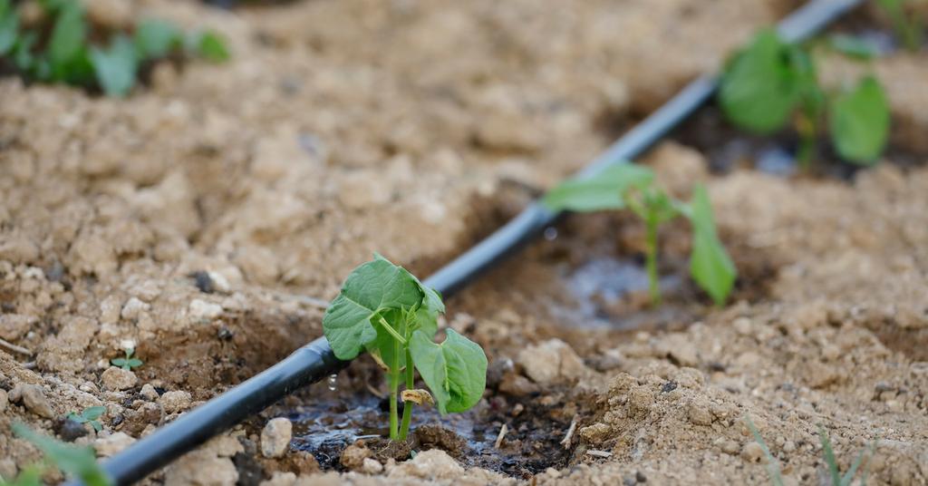 The Ultimate DIY: Drip Irrigation With a Garden Hose