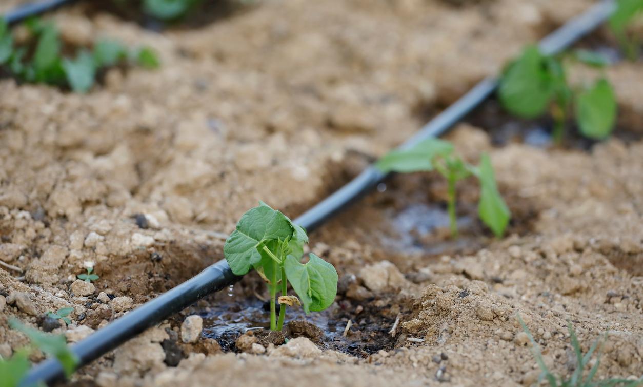 The Ultimate DIY: Drip Irrigation With a Garden Hose