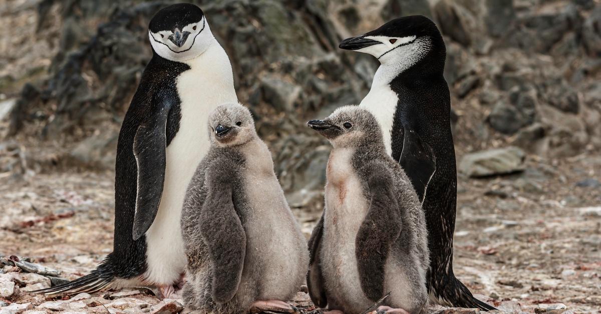 Are Penguins Good Parents? Their Adorable Parenting Skills