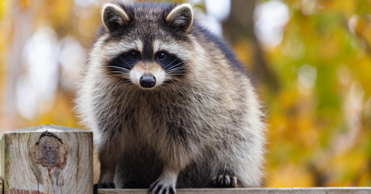 Do All Raccoons Have Rabies? What to Know