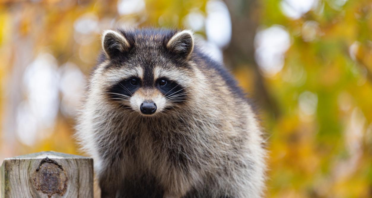 Do All Raccoons Have Rabies? What to Know