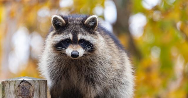 Do All Raccoons Have Rabies? What to Know