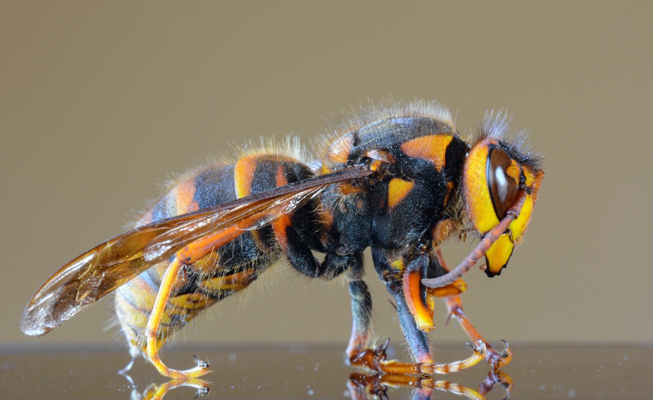 Everyone’s Asking: How Did Murder Hornets Get to the U.S.? Find Out