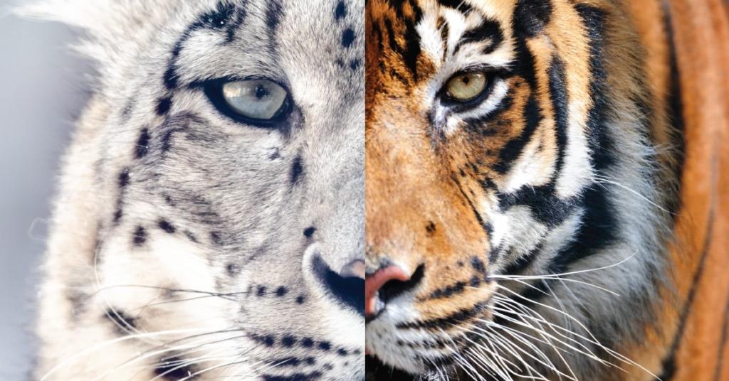 Fun Facts About Snow Leopards That Might Surprise You