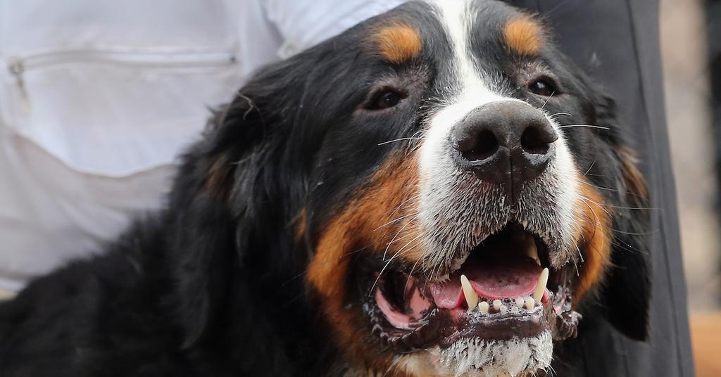 Should I Bring My Dog to the Dog Park? 8 Things Pet Parents Should Know