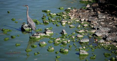 Blue-Green Algae Symptoms, if You Happen to Come Into Contact With It