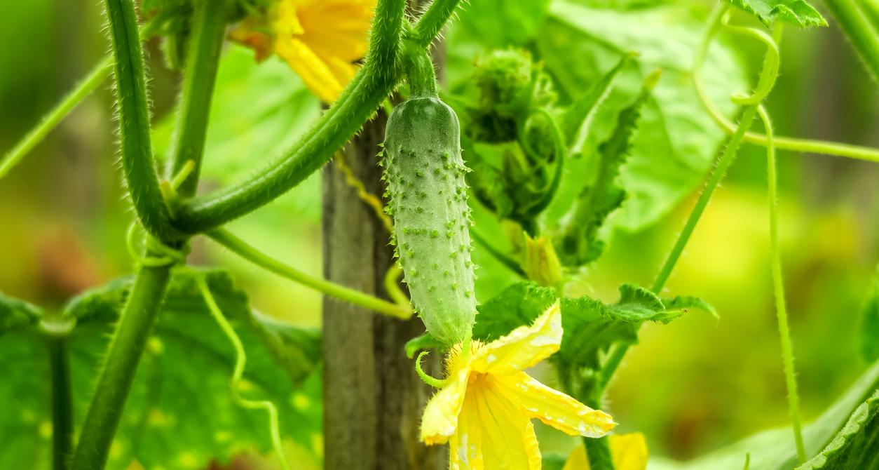 Cucumber Plant Stages: What to Know