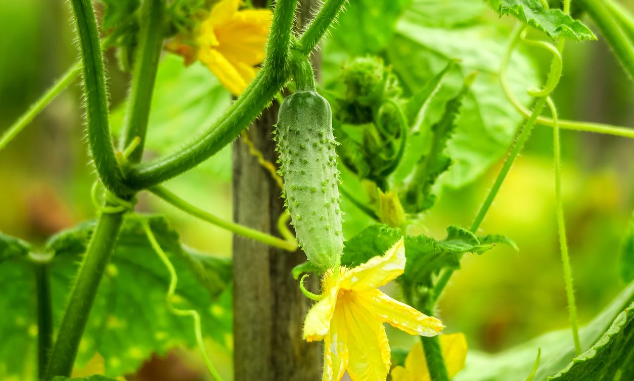 Cucumber Plant Stages: What to Know