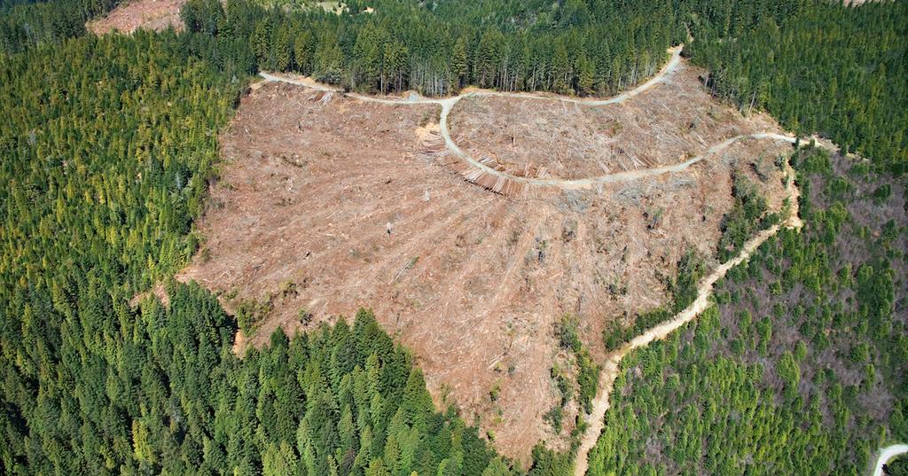 What Is the Difference Between Deforestation and Logging?