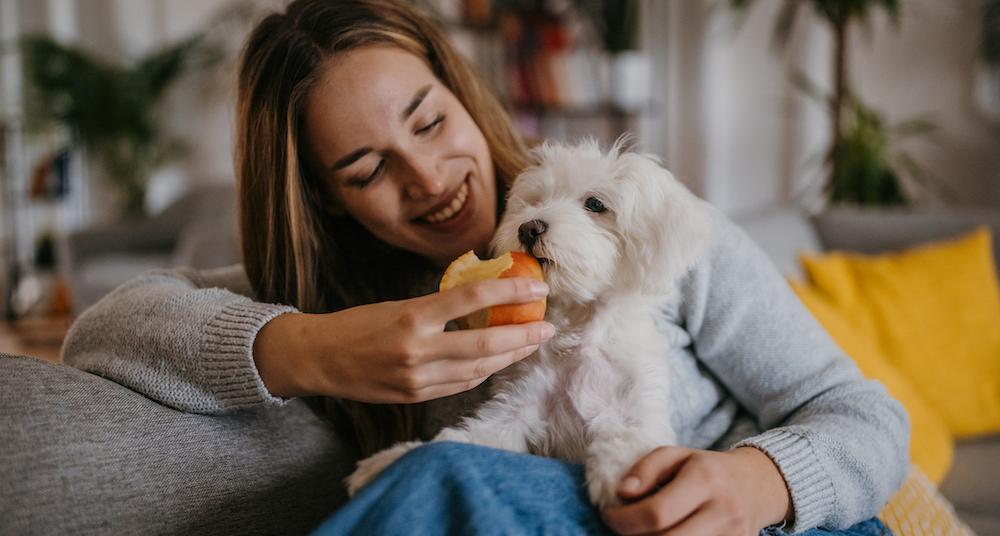 Can Dogs Have Apples? What to Know About Your Pup and Fruit