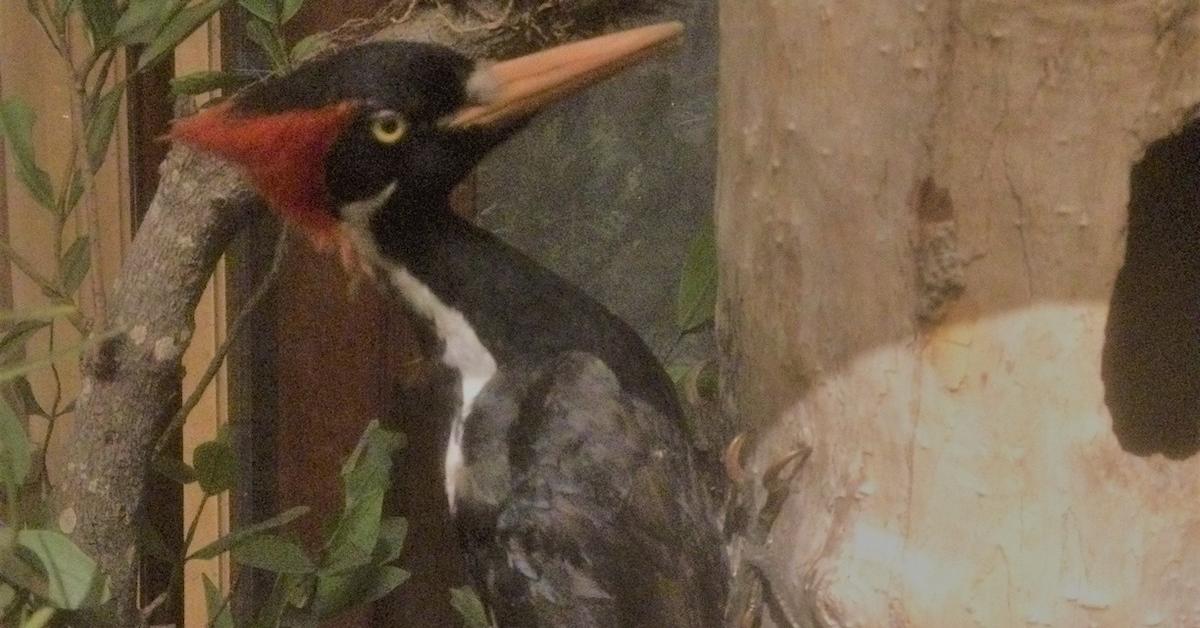 The Ivory-Billed Woodpecker Seems to Have Made a Miraculous Comeback