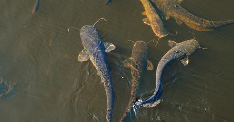 Are the Radiation Levels in the Cooling Ponds of Chernobyl Causing ...