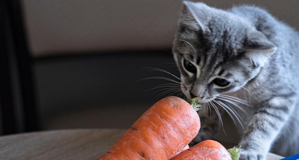 Can Cats Have Carrots? How to Serve This Veggie