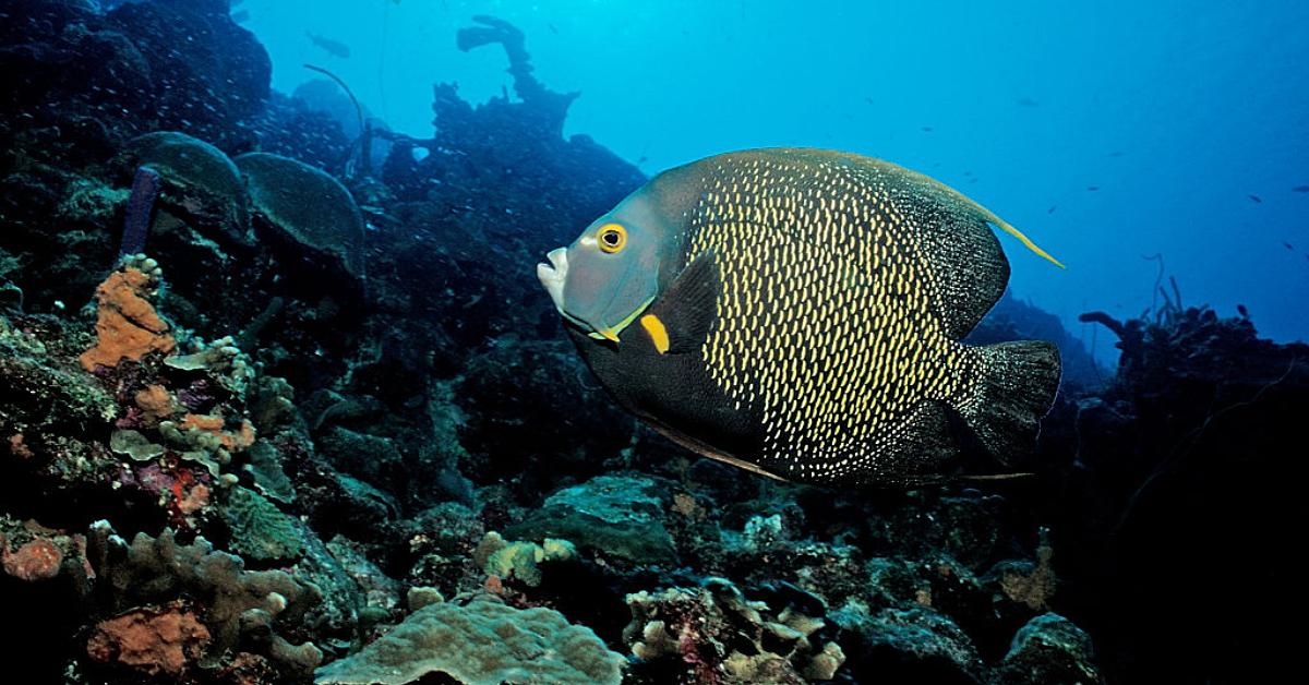 Fish Getting a CT Scan Inside a Sponge Charms the Internet