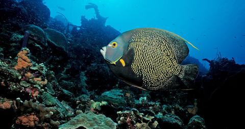 Fish Getting a CT Scan Inside a Sponge Charms the Internet