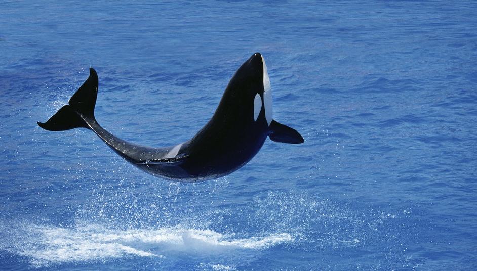 The Dark Side of SeaWorld and Animal Abuse