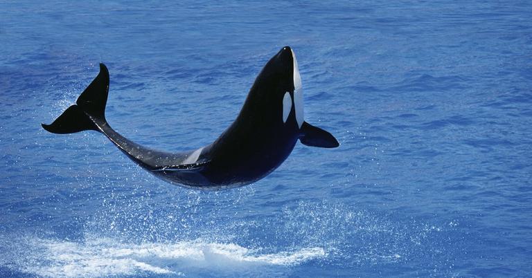The Dark Side of SeaWorld and Animal Abuse