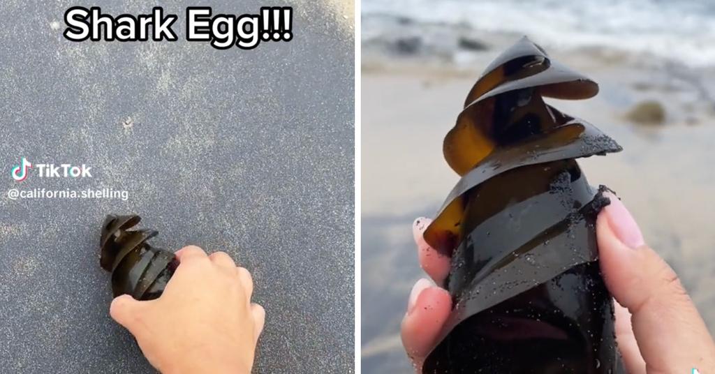 What Does a Shark Egg Look Like? Video Gives a Look