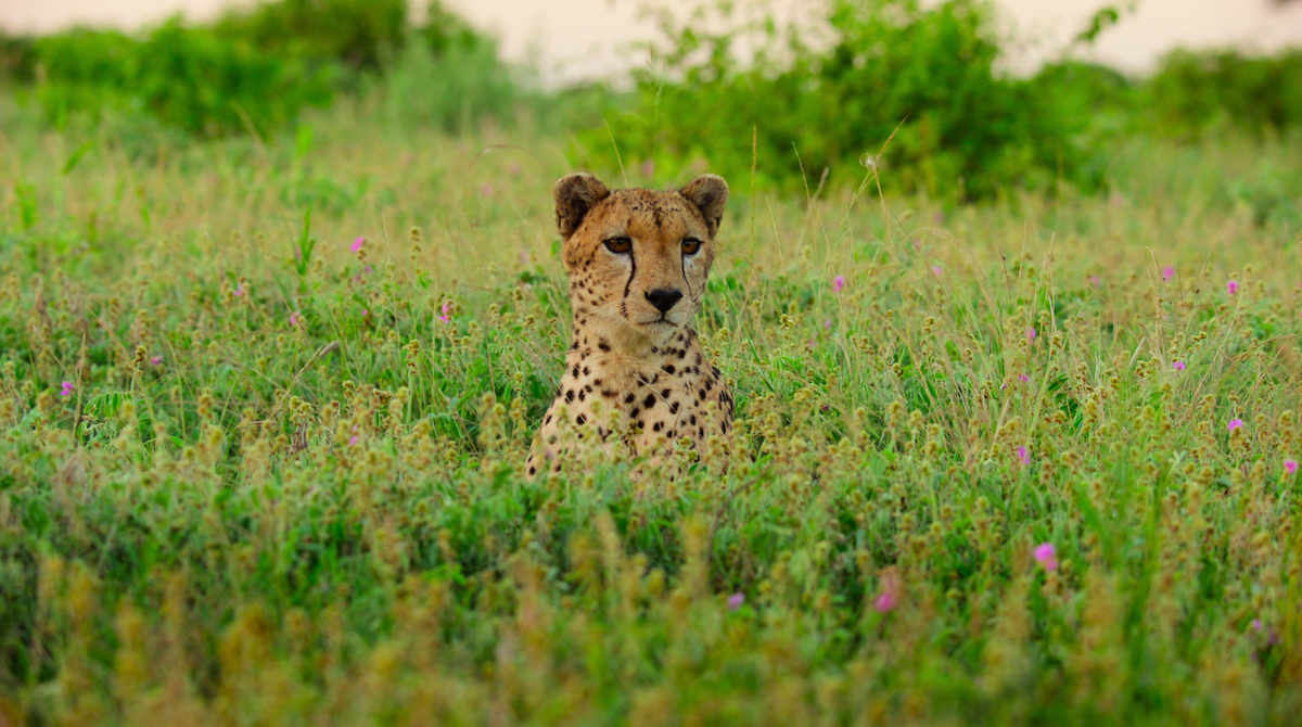 Obama Narrates 'Our Great National Parks' Nature Documentary on Netflix