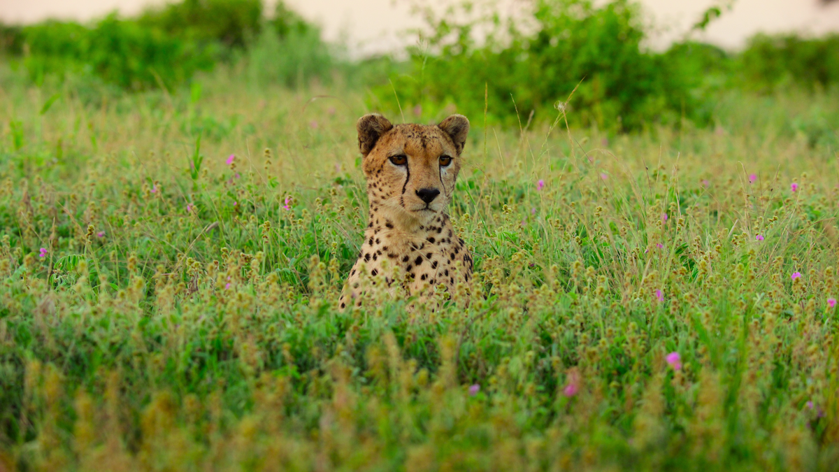 Obama Narrates 'Our Great National Parks' Nature Documentary on Netflix