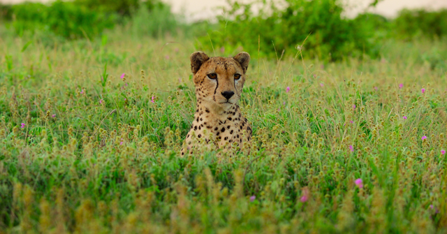Obama Narrates 'Our Great National Parks' Nature Documentary on Netflix