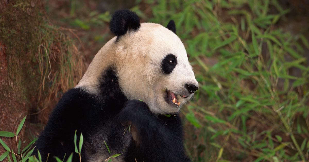 National Panda Day: How to Celebrate These Amazing Animals