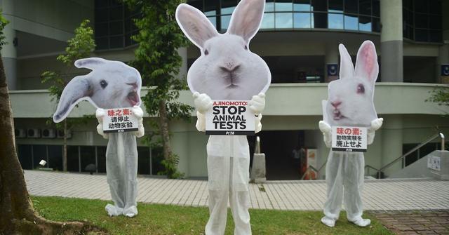 Bunnies Find Bliss After Rescue From Testing and Breeding