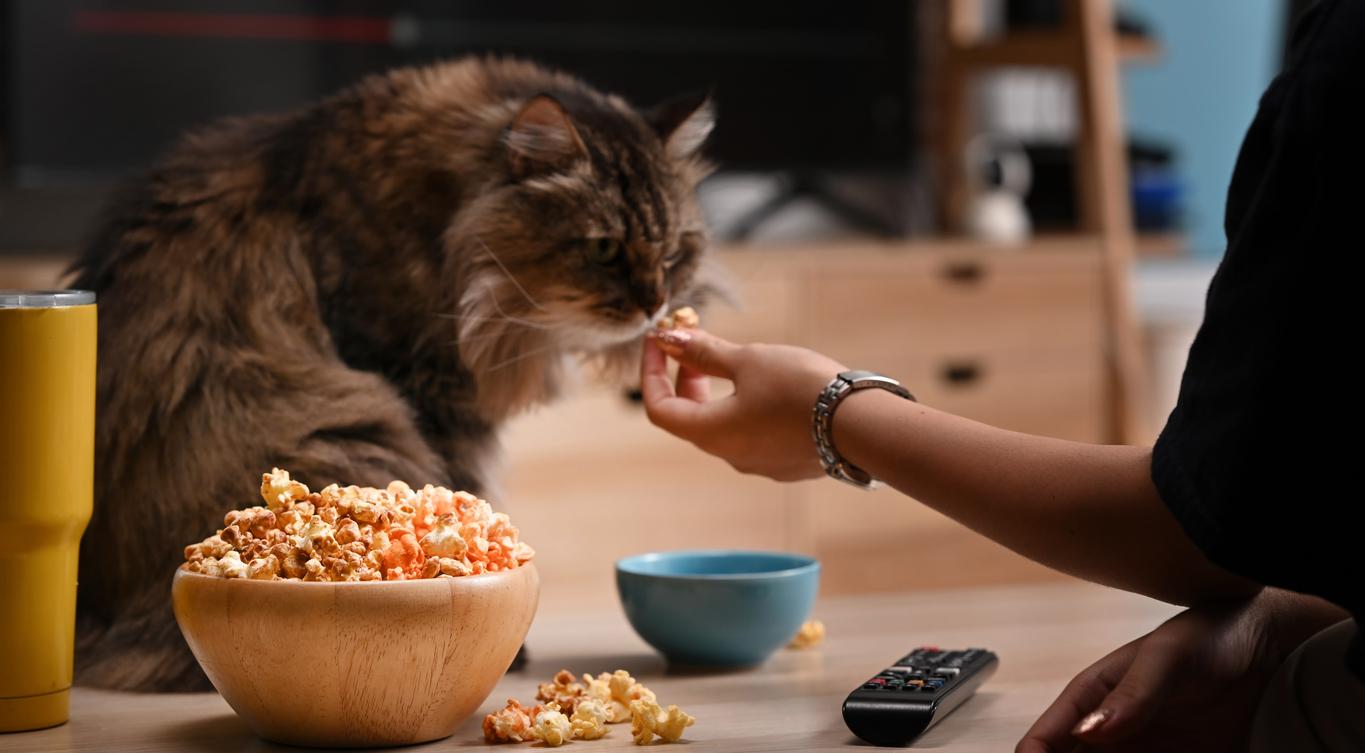 Can Cats Eat Popcorn? Read This Before You Give Them a Bite