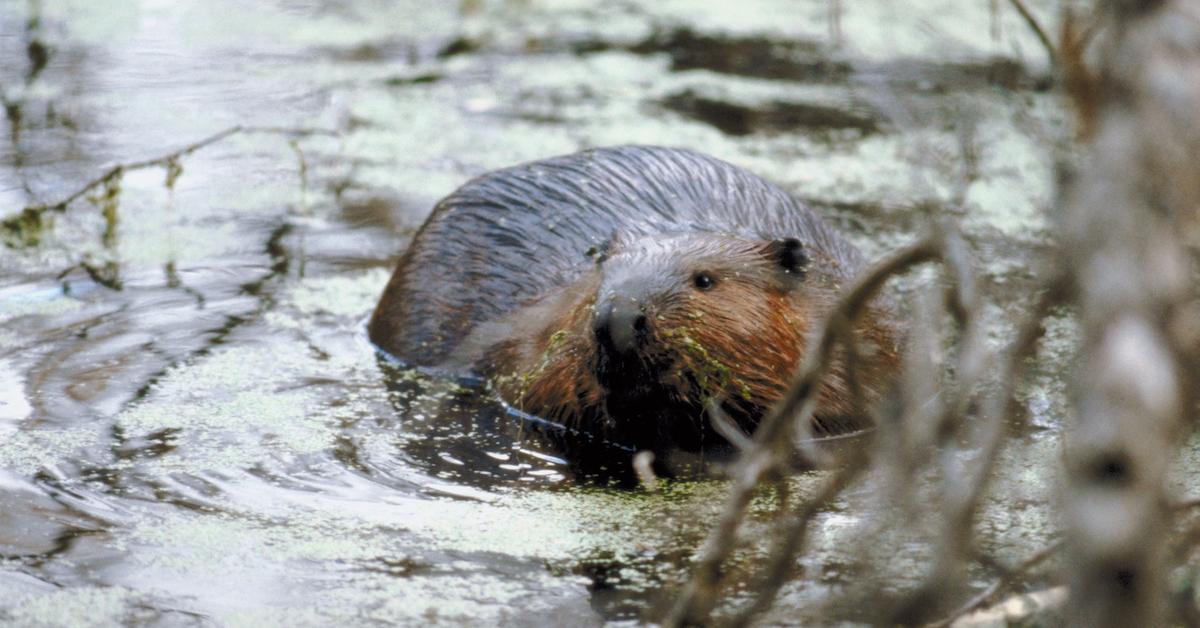 Beavers Help Fight Climate Change by Building Dams That Preserve Water
