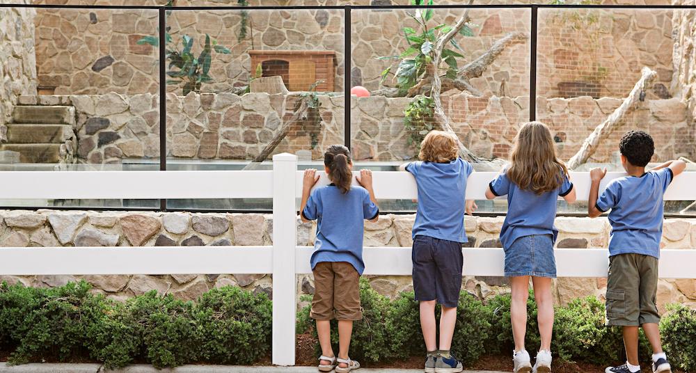 Why Zoos Should Be Banned: Behind the Abuse