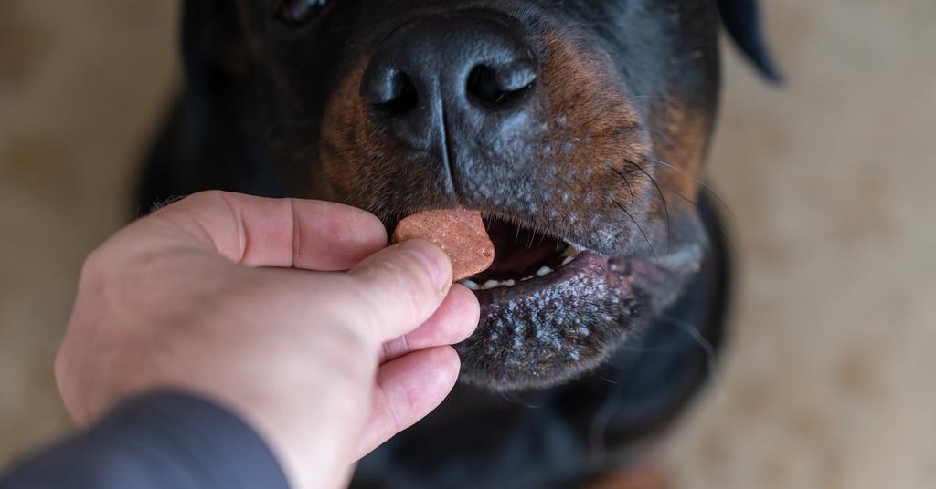 Check Out These Useful Methods for Tick Prevention in Dogs