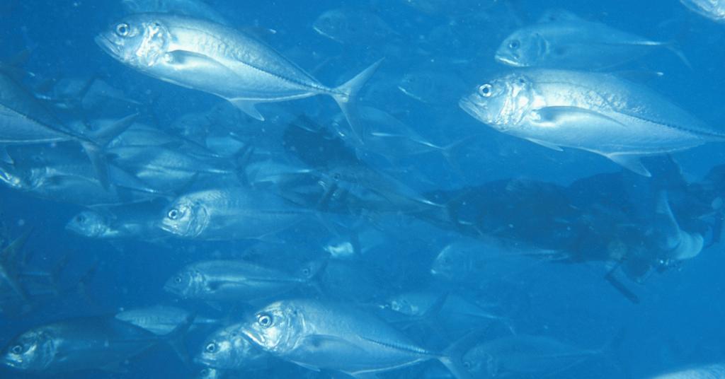 How Overfishing Affects Biodiversity, And Our Planet As a Whole