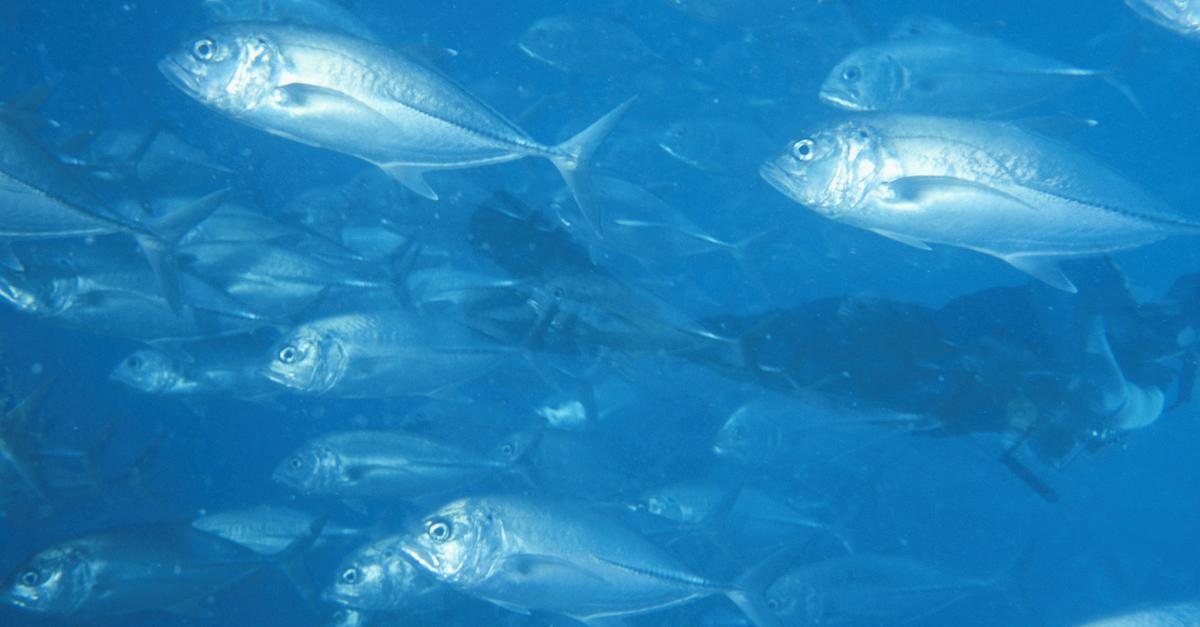 How Overfishing Affects Biodiversity, And Our Planet As a Whole