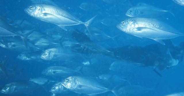 How Overfishing Affects Biodiversity, And Our Planet As a Whole