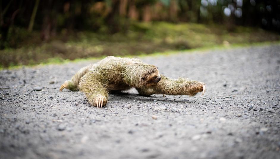 Are Sloths Endangered? Protecting This Sleepy Species