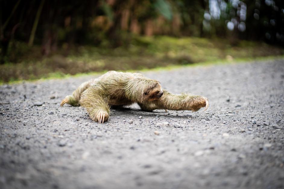 Are Sloths Endangered? Protecting This Sleepy Species