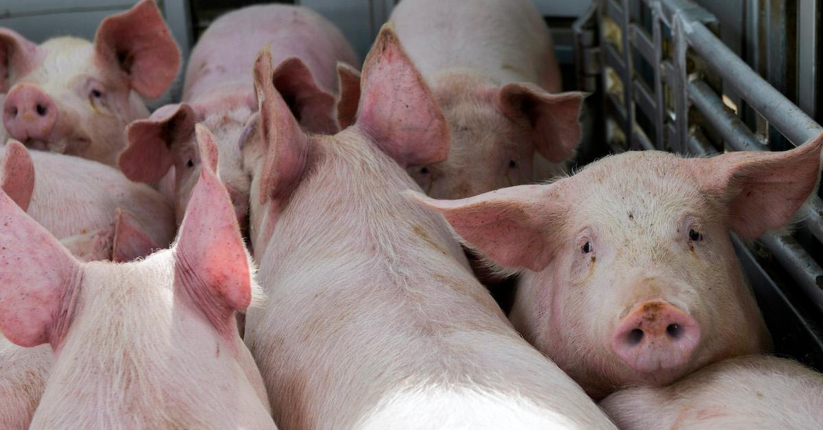 Smithfield Closes Largest Slaughterhouse Due to COVID-19