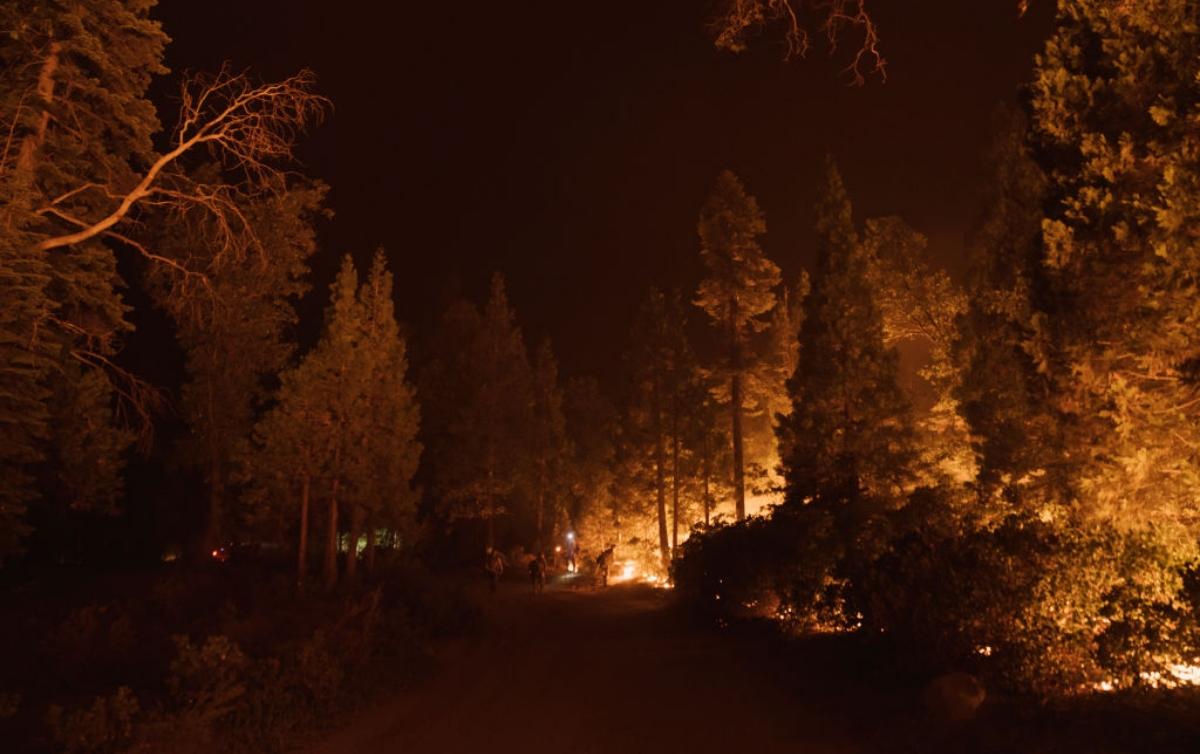 What Happens to Animals in Wildfires? Everything To Know