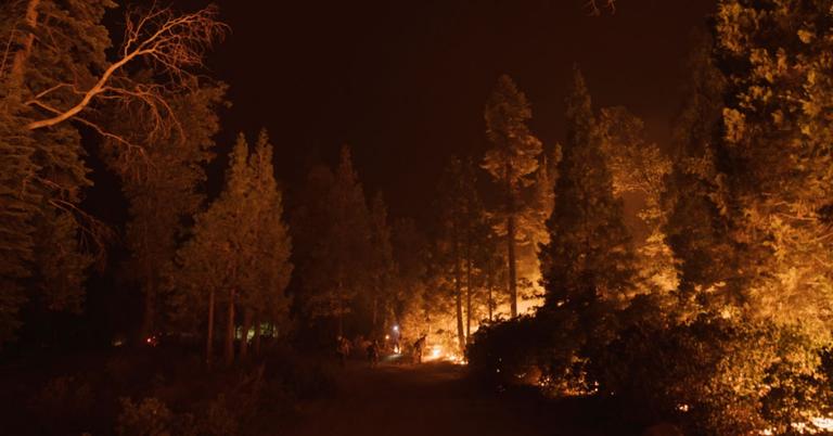 What Happens to Animals in Wildfires? Everything To Know