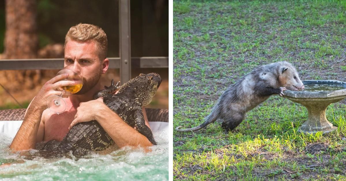 Pussy Ass You Tuber, Ross Creations, Launched An Opossum With A ...