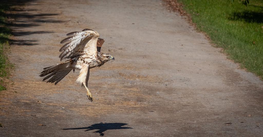 What Does It Mean When You See a Hawk? The Spiritual Meaning