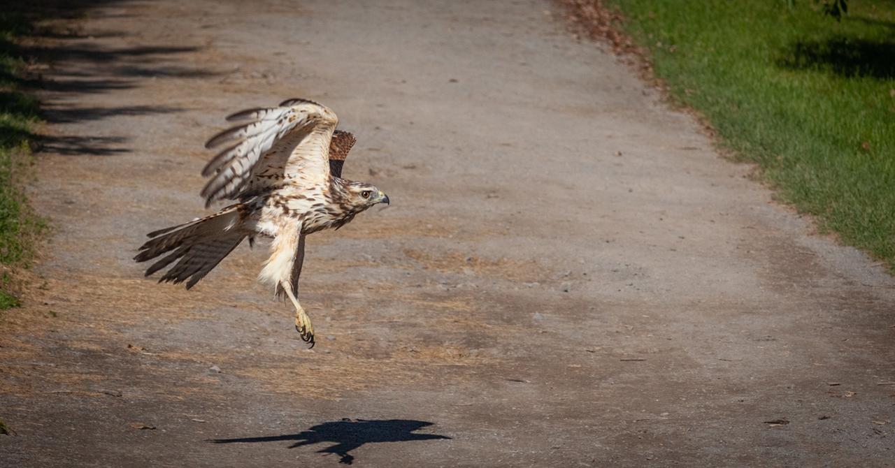 What Does It Mean When You See a Hawk? The Spiritual Meaning