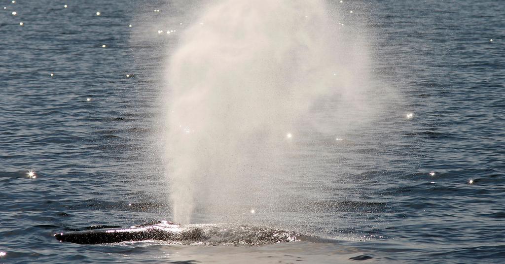 Fin Whales Are Making a Comeback, After Populations Suffered for So Long