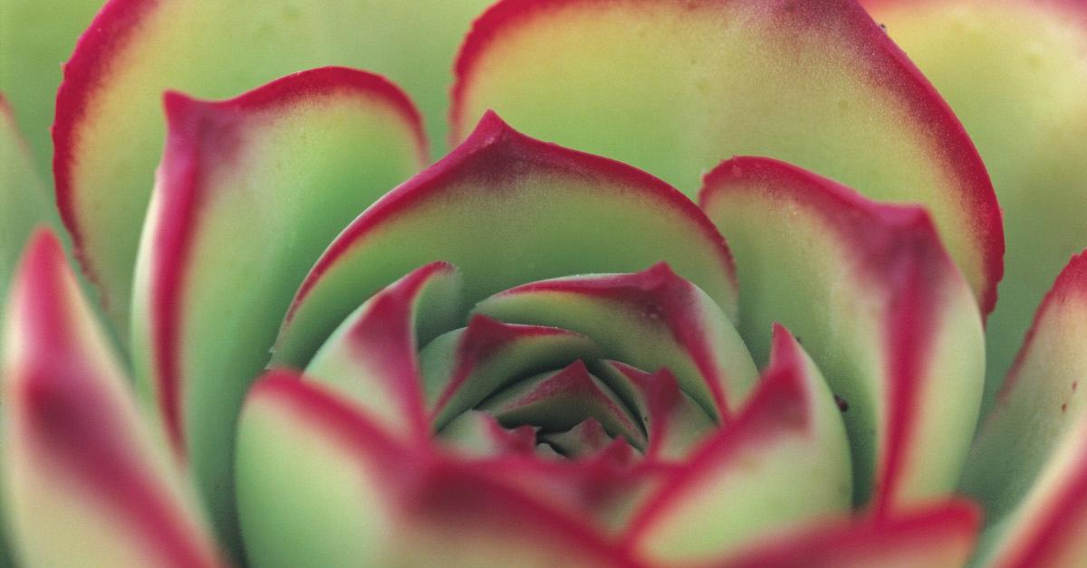 Succulent Poaching in Africa Stems from Our Houseplant Obsession