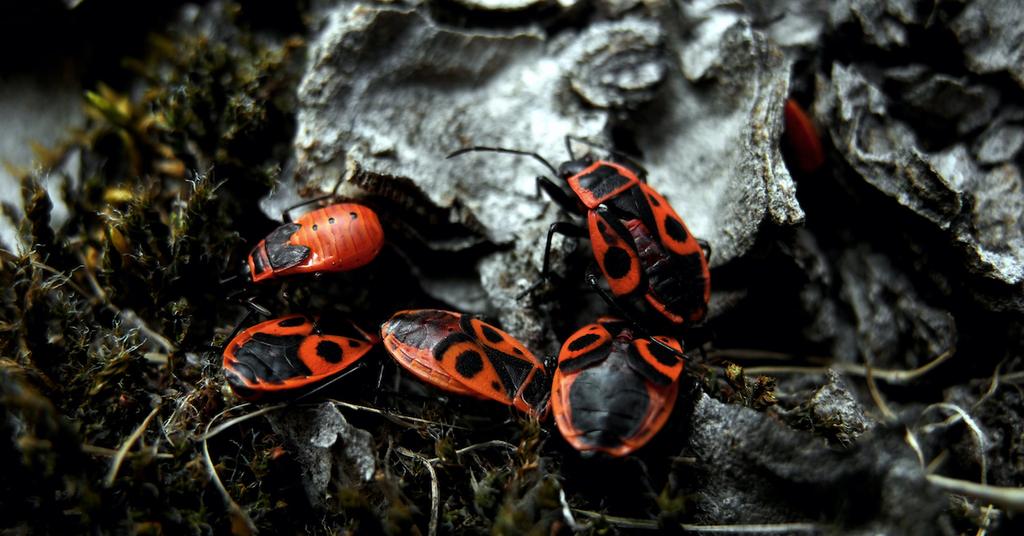 Is the Chernobyl Nuclear Disaster Causing Insect Mutations?