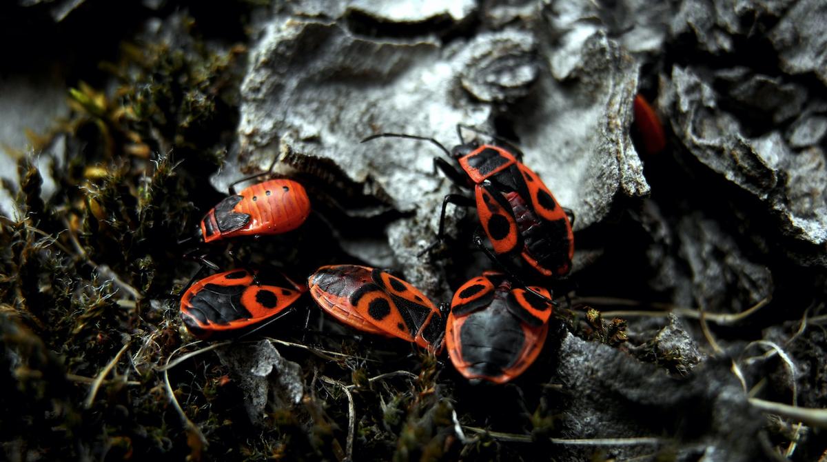 Is the Chernobyl Nuclear Disaster Causing Insect Mutations?