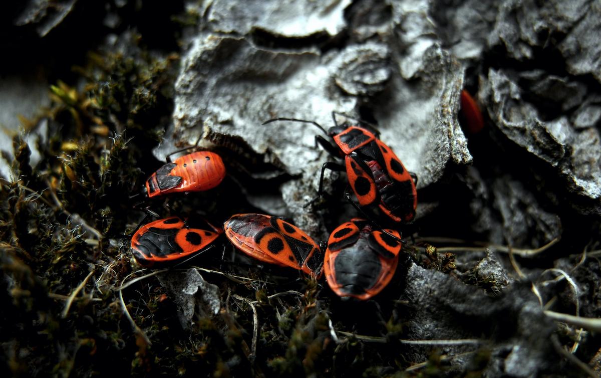 Is the Chernobyl Nuclear Disaster Causing Insect Mutations?